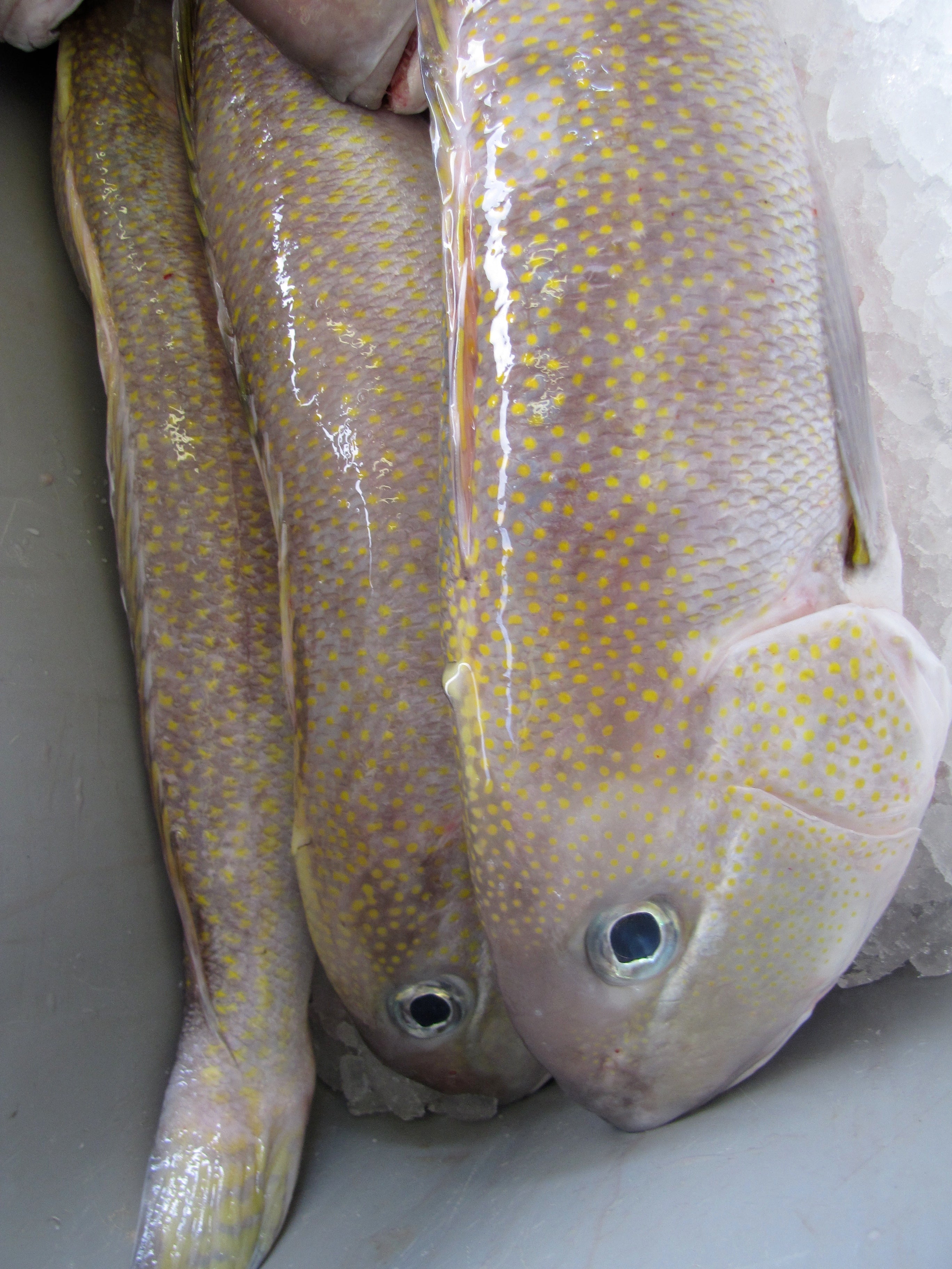 Golden Tilefish – Wild Ocean Direct